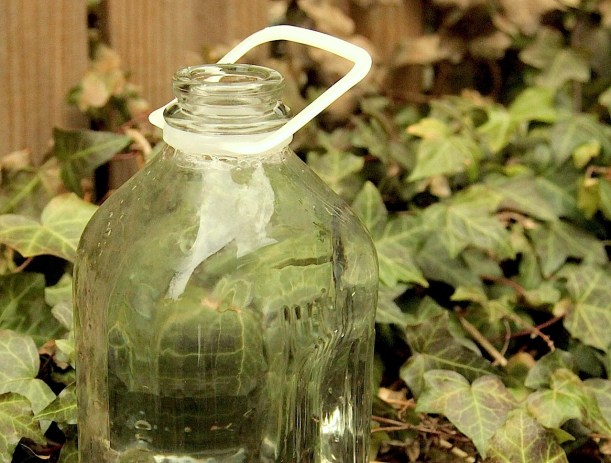 The Many Health Benefits Of Drinking Maple Tree Sap | Foraging Pittsburgh