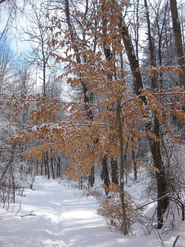 Marcescence – What It Looks Like and Which Trees Display It | Foraging ...