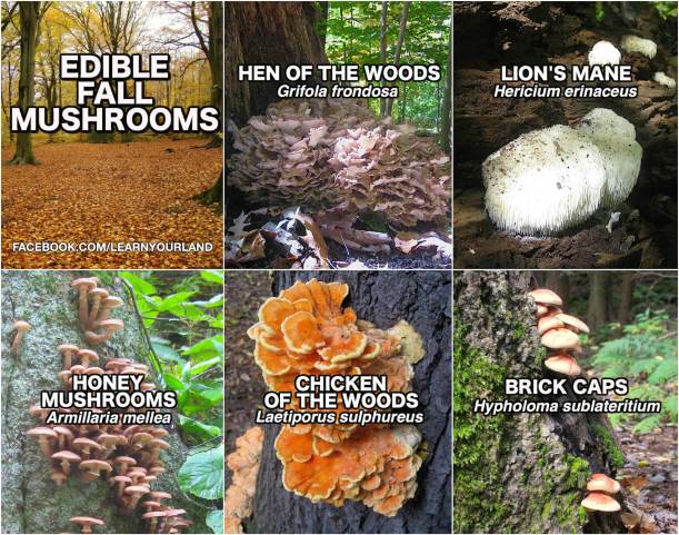 5 Edible Fall Mushrooms | Foraging Pittsburgh