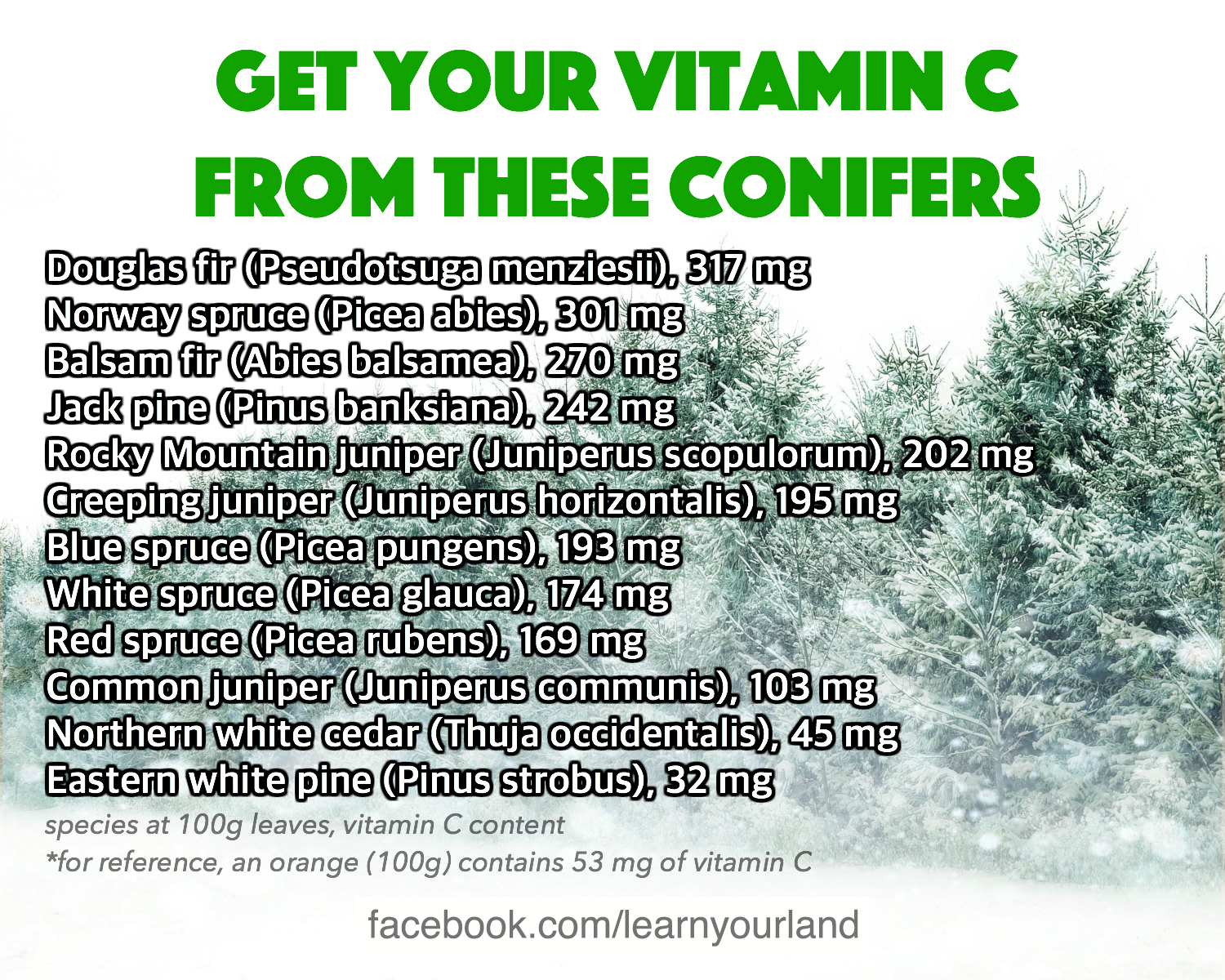 Vitamin C Content of Conifers | Foraging Pittsburgh