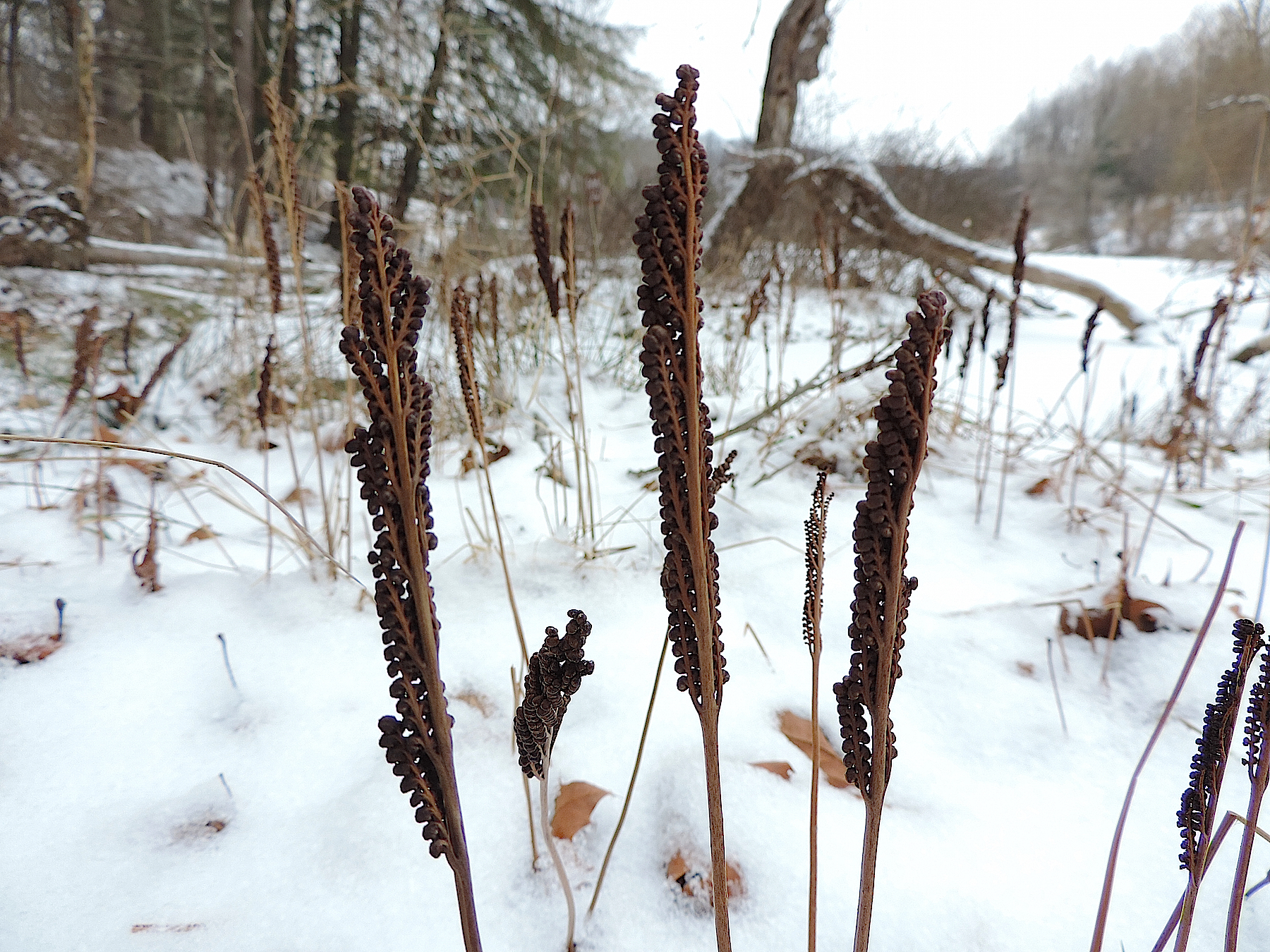 Sensitive Fern (Onoclea sensibilis) For Atherosclerosis | Foraging ...